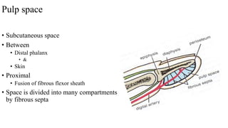 Hand-spaces and arterial arches.pptx