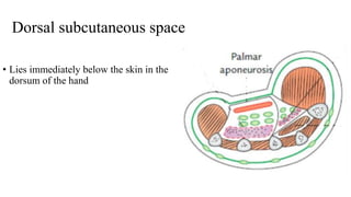 Hand-spaces and arterial arches.pptx