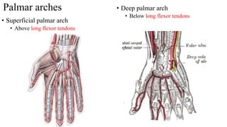 Hand-spaces and arterial arches.pptx