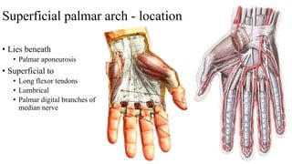 Hand-spaces and arterial arches.pptx