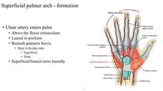 Hand-spaces and arterial arches.pptx