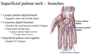 Hand-spaces and arterial arches.pptx