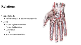 Hand-spaces and arterial arches.pptx