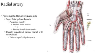 Hand-spaces and arterial arches.pptx