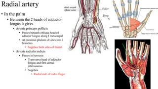 Hand-spaces and arterial arches.pptx