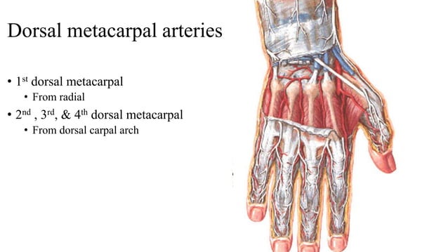 Hand-spaces and arterial arches.pptx