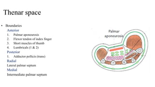 Hand-spaces and arterial arches.pptx