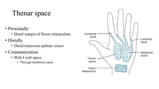 Hand-spaces and arterial arches.pptx