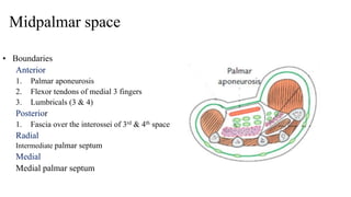 Hand-spaces and arterial arches.pptx