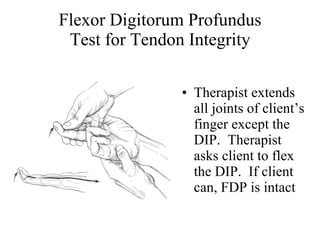 Flexor Digitorum Profundus Test