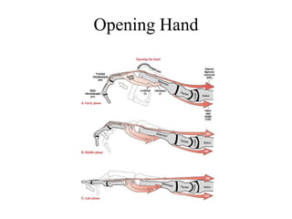 Hand 2009 (2) Questions Included Not To Post | PPT