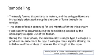 (HAND) 20 Juli 2020 - TENDON HEALING RW OS.pptx