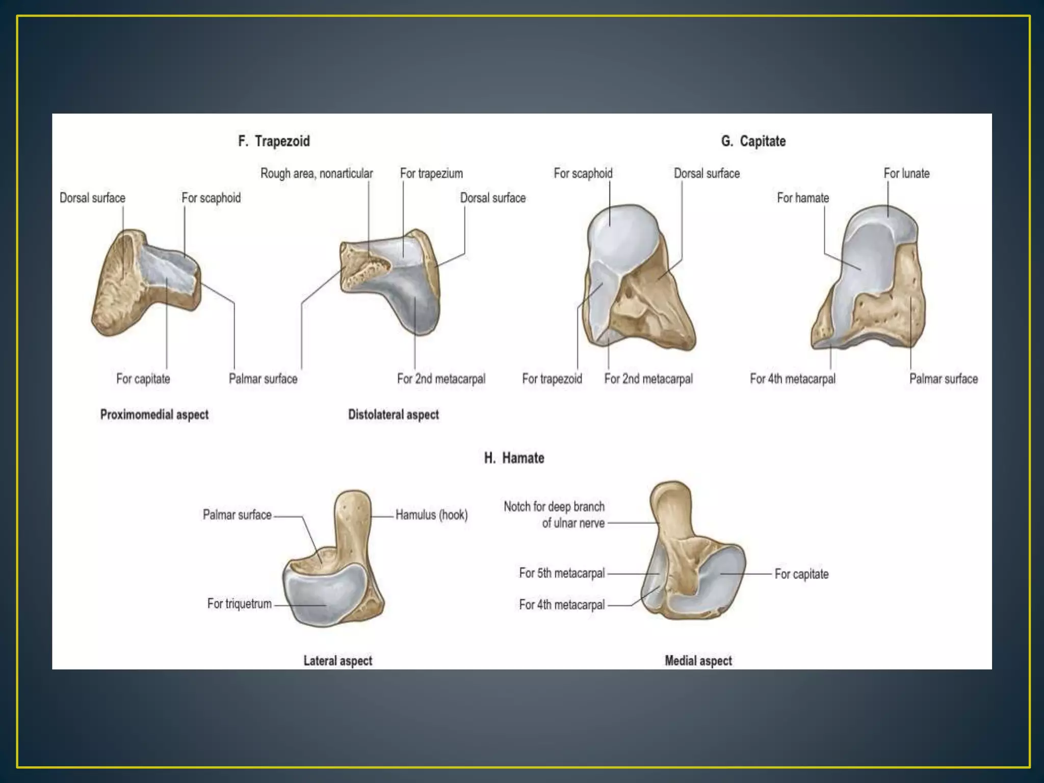 Hand anatomy- harsh amin | PPTX