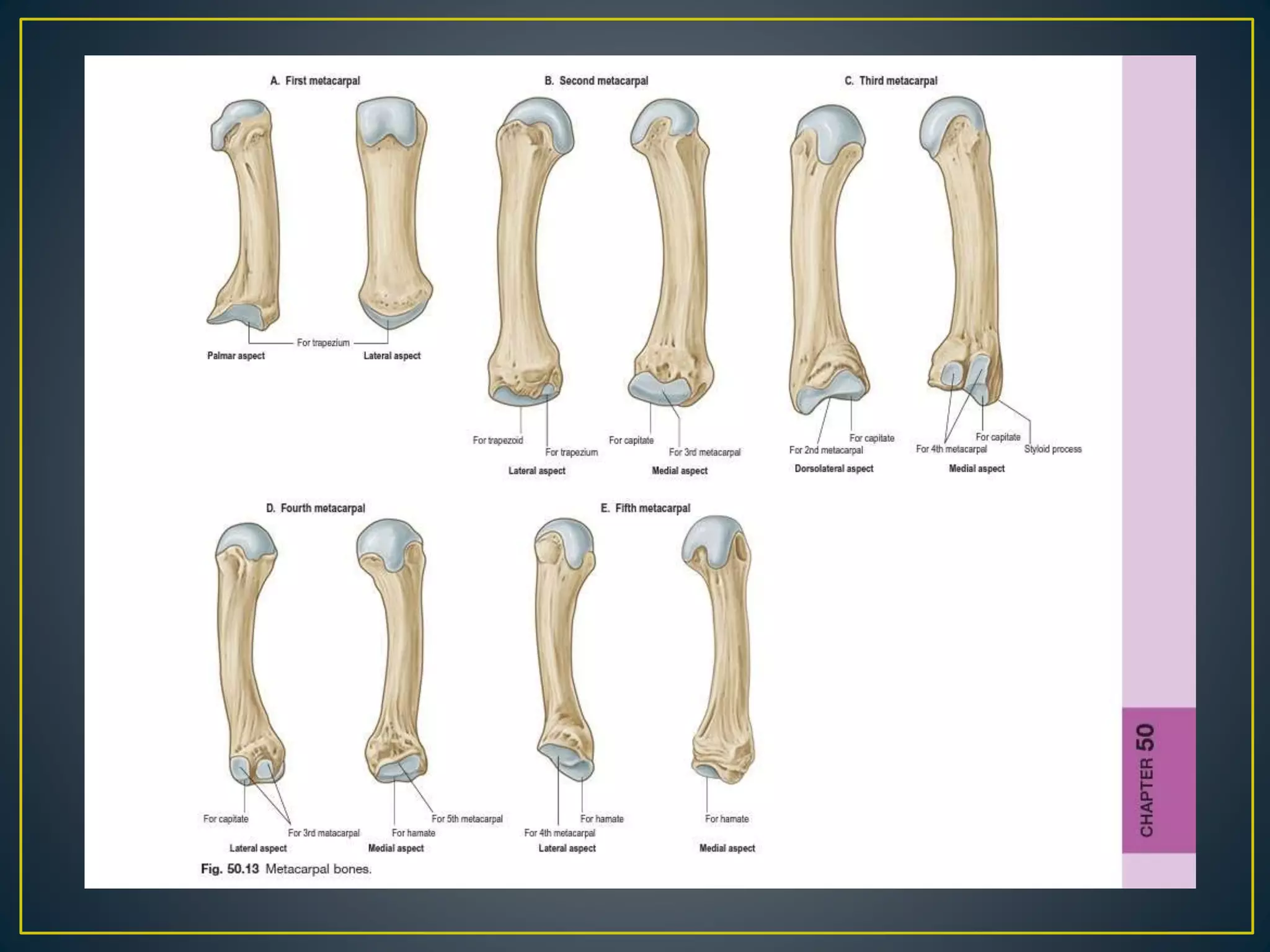 Hand anatomy- harsh amin | PPTX