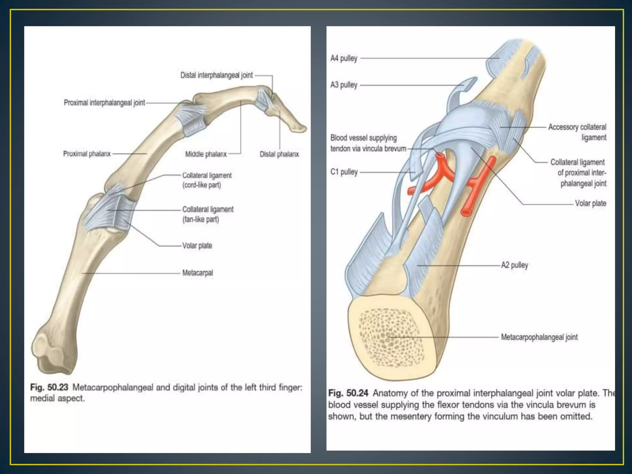 Hand anatomy- harsh amin | PPTX