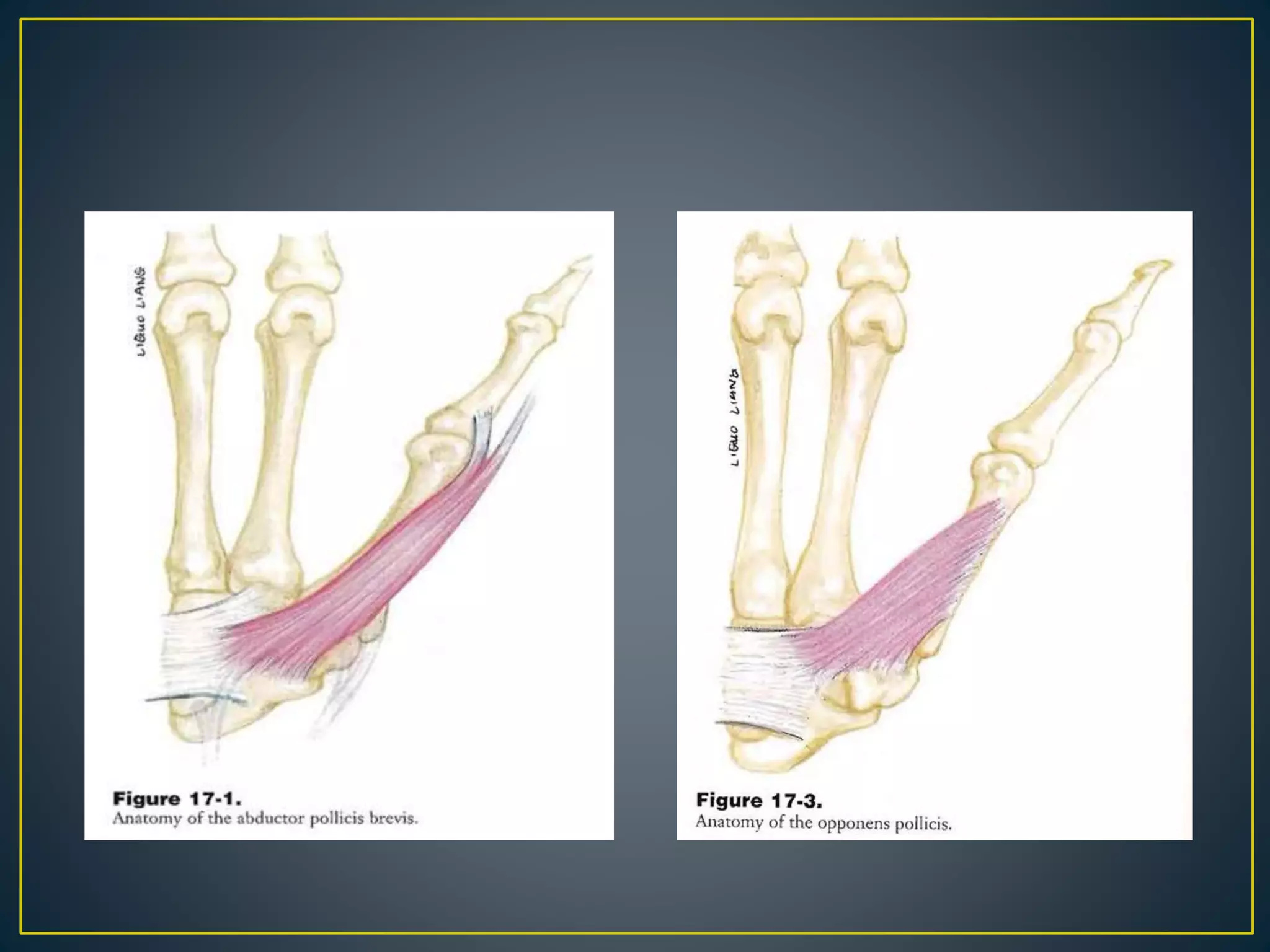 Hand anatomy- harsh amin | PPTX