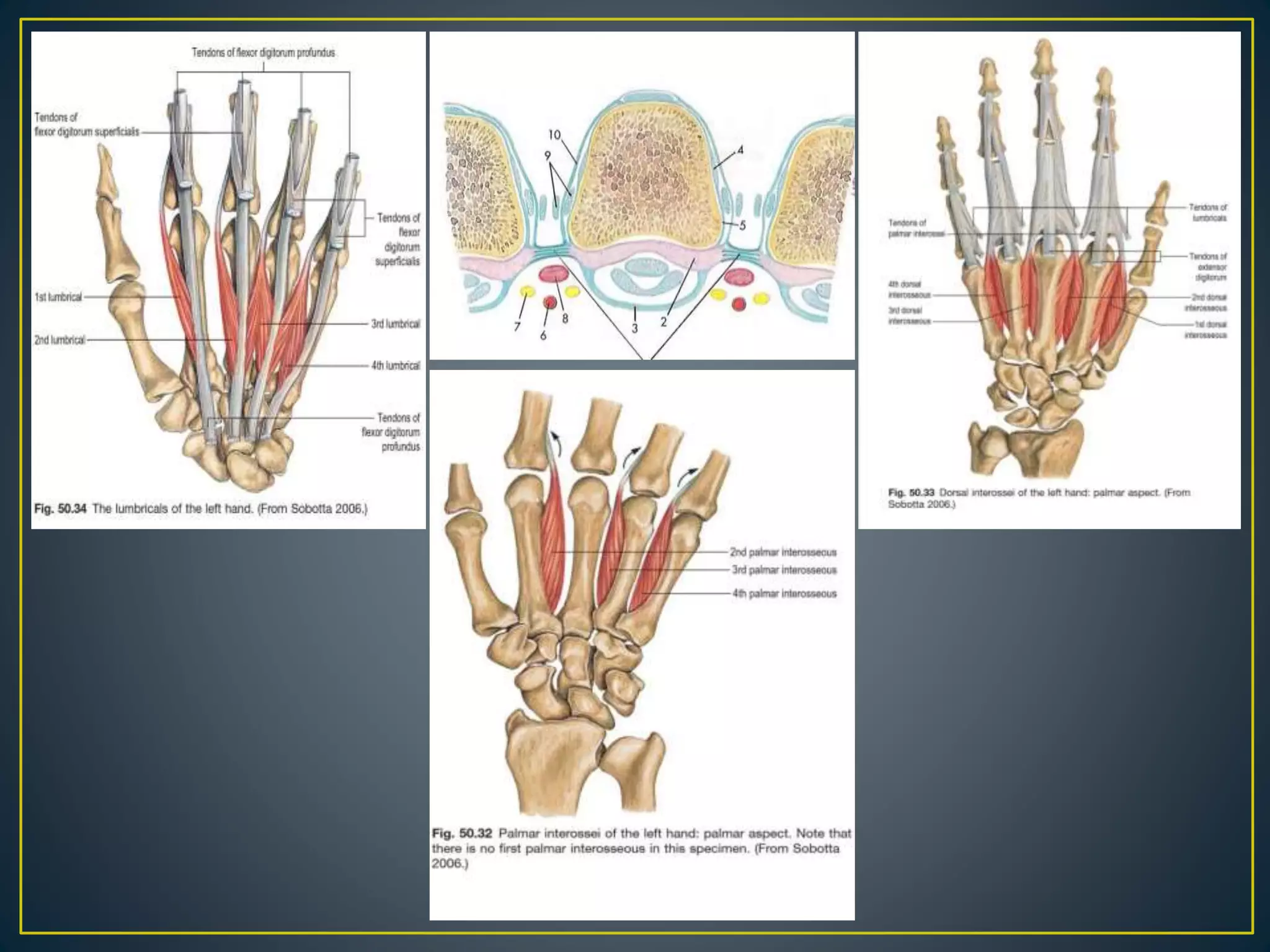 Hand anatomy- harsh amin | PPTX