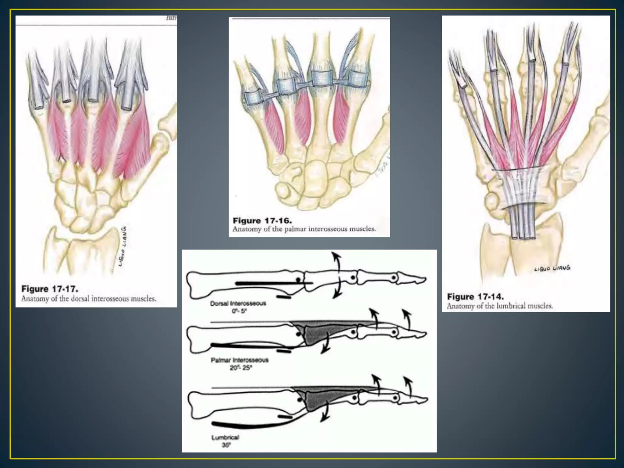 Hand anatomy- harsh amin | PPTX