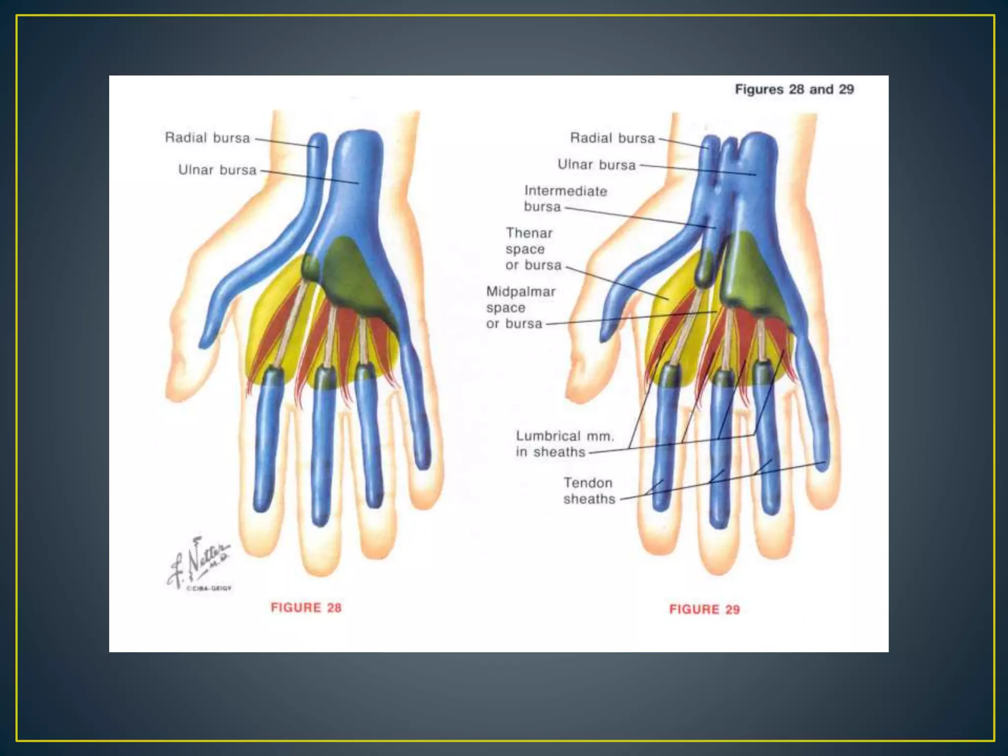 Hand anatomy- harsh amin | PPTX