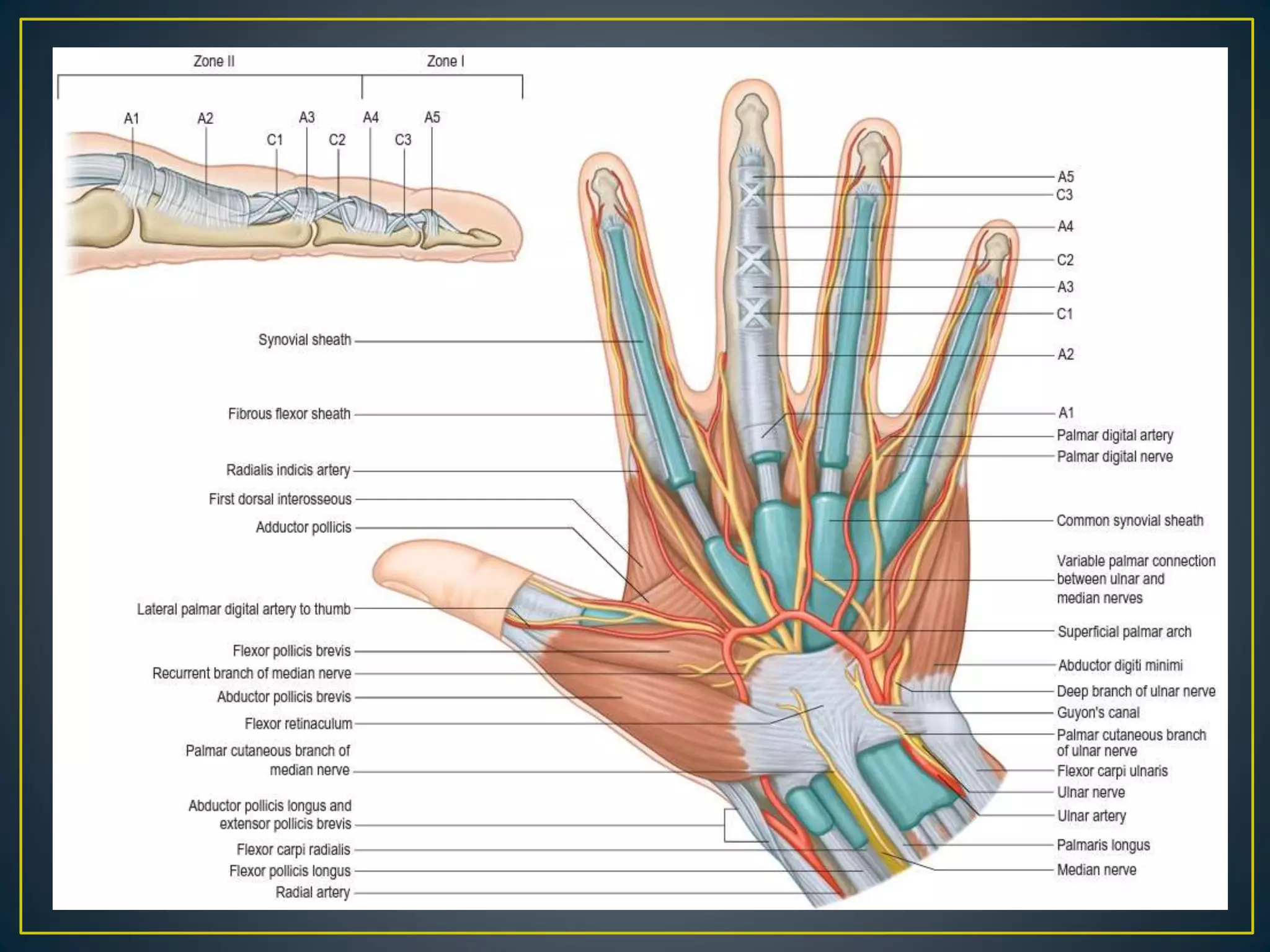 Hand anatomy- harsh amin | PPTX