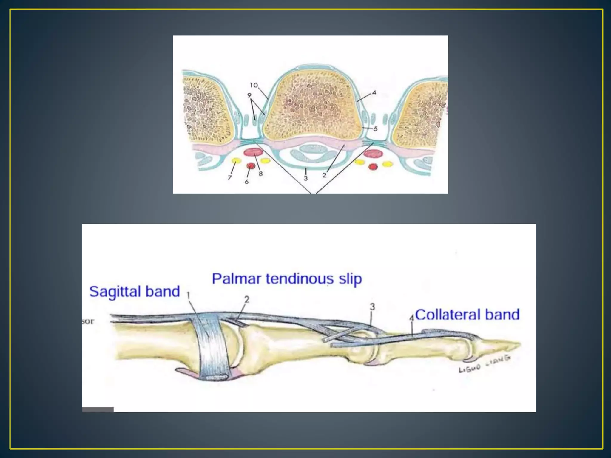 Hand anatomy- harsh amin | PPTX