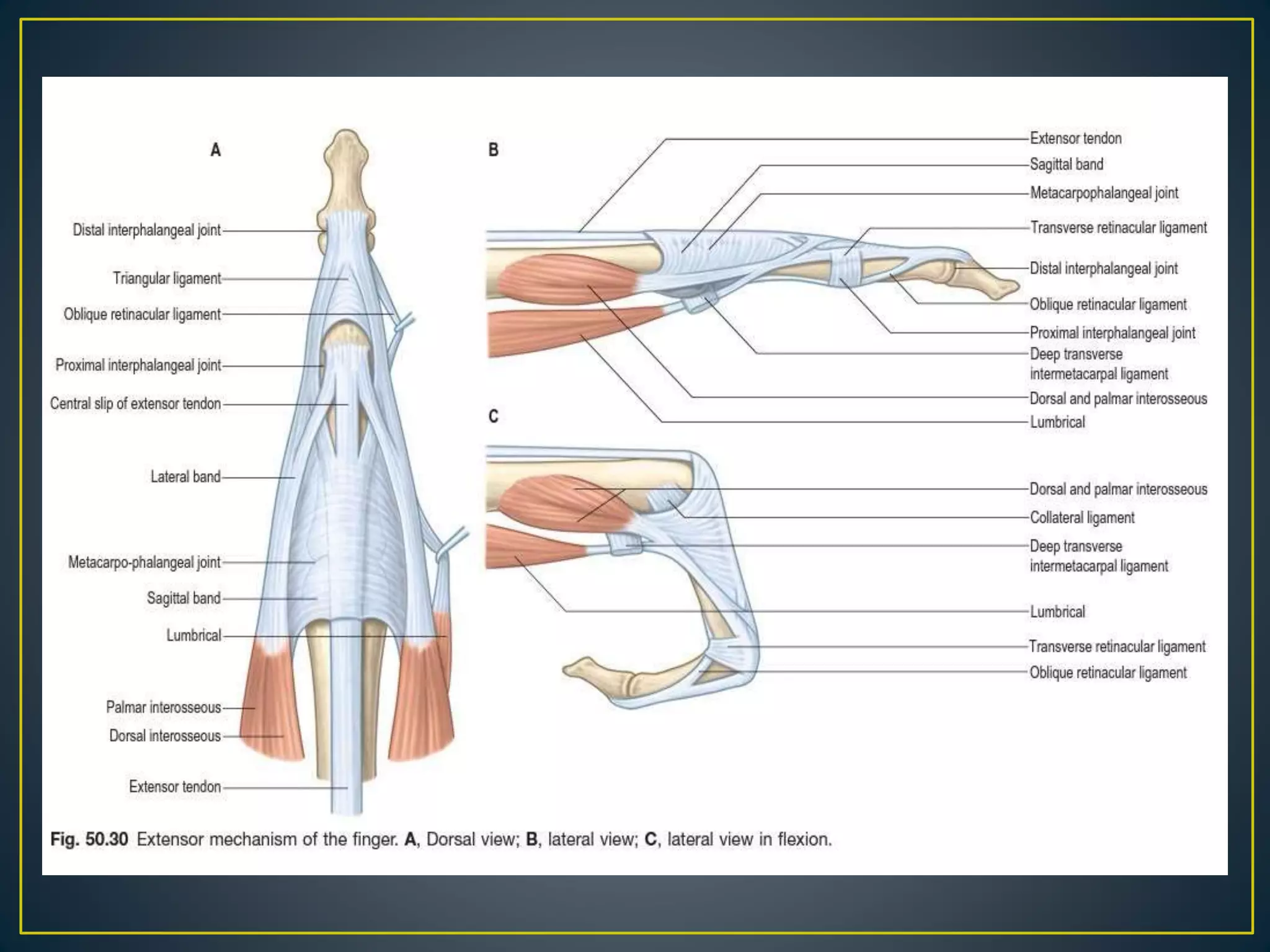 Hand anatomy- harsh amin | PPTX