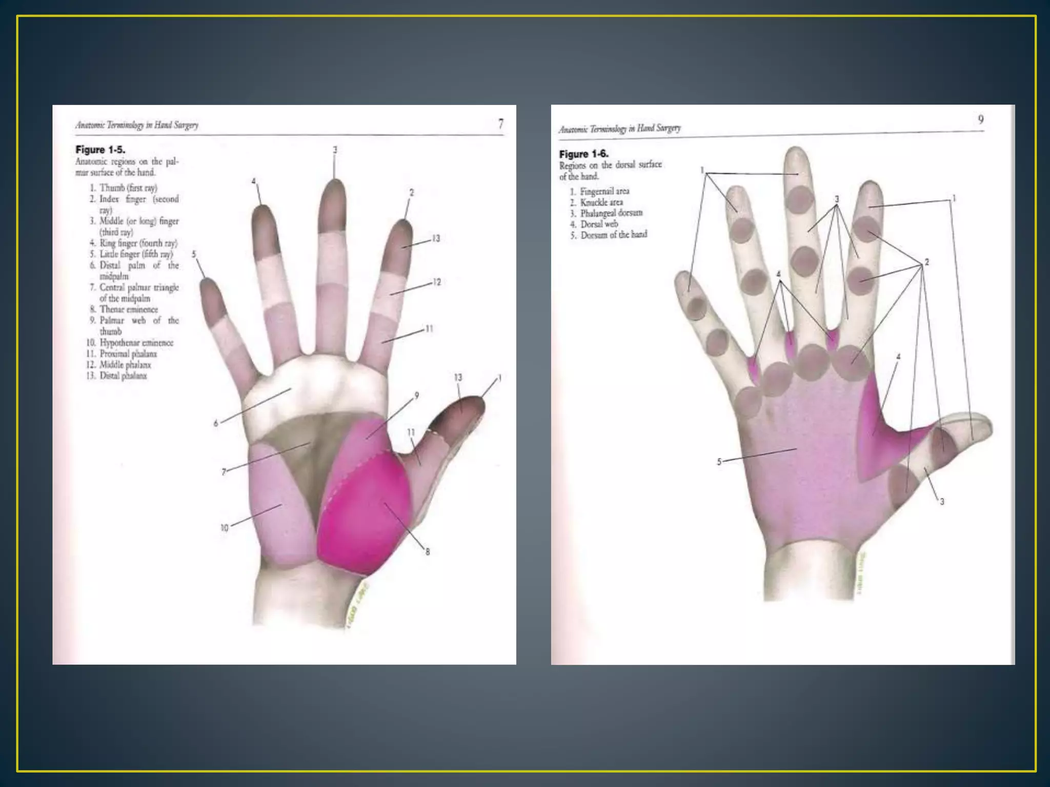 Hand anatomy- harsh amin | PPTX