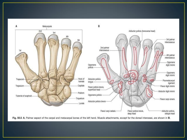 Hand anatomy- harsh amin | PPTX
