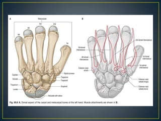 Hand anatomy- harsh amin | PPTX