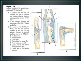 Hand anatomy- harsh amin | PPTX