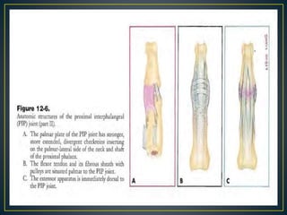 Hand anatomy- harsh amin | PPTX