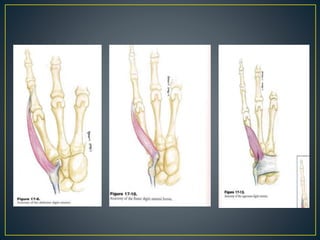 Hand anatomy- harsh amin | PPTX