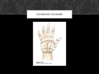 Hand anatomy- harsh amin | PPTX