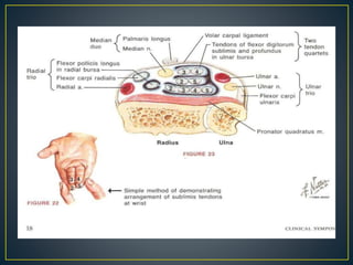 Hand anatomy- harsh amin | PPTX