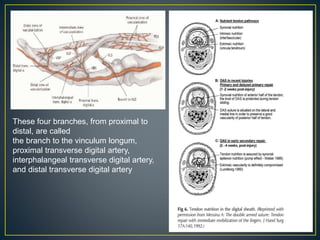 Hand anatomy- harsh amin | PPTX