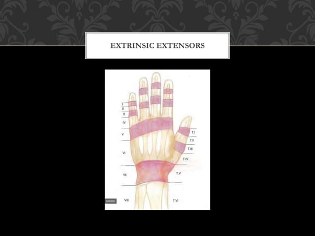 Hand anatomy- harsh amin | PPTX