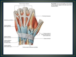 Hand anatomy- harsh amin | PPTX