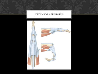 Hand anatomy- harsh amin | PPTX