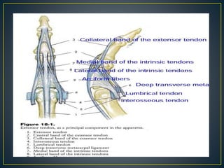 Hand anatomy- harsh amin | PPTX