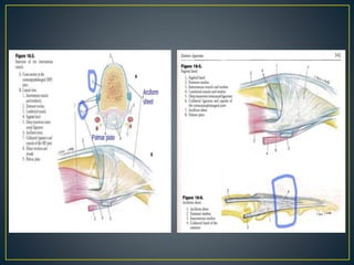 Hand anatomy- harsh amin | PPTX