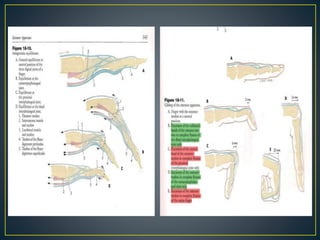 Hand anatomy- harsh amin | PPTX