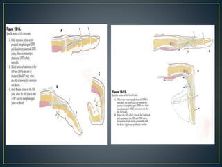 Hand anatomy- harsh amin | PPTX