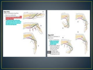 Hand anatomy- harsh amin | PPTX