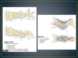 Hand anatomy- harsh amin | PPTX