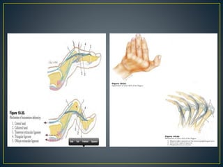 Hand anatomy- harsh amin | PPTX