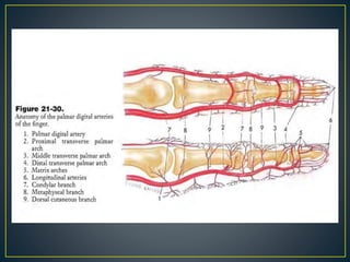 Hand anatomy- harsh amin | PPTX