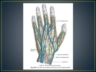 Hand anatomy- harsh amin | PPTX