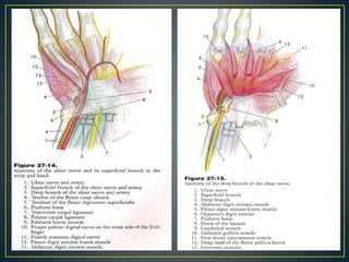 Hand anatomy- harsh amin | PPTX