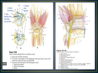 Hand anatomy- harsh amin | PPTX