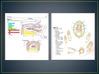 Hand anatomy- harsh amin | PPTX